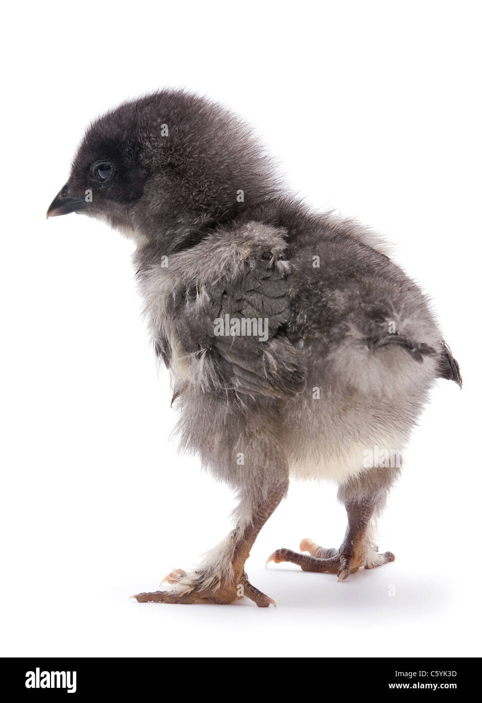 Baby Chicken Young High Resolution Stock Photography and Images - Alamy