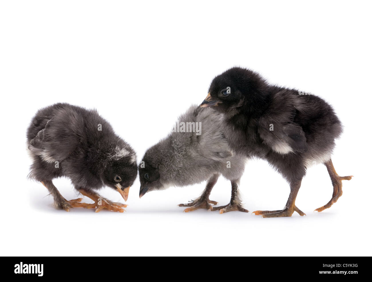 Group of small chicken. Isolated on white Stock Photo - Alamy