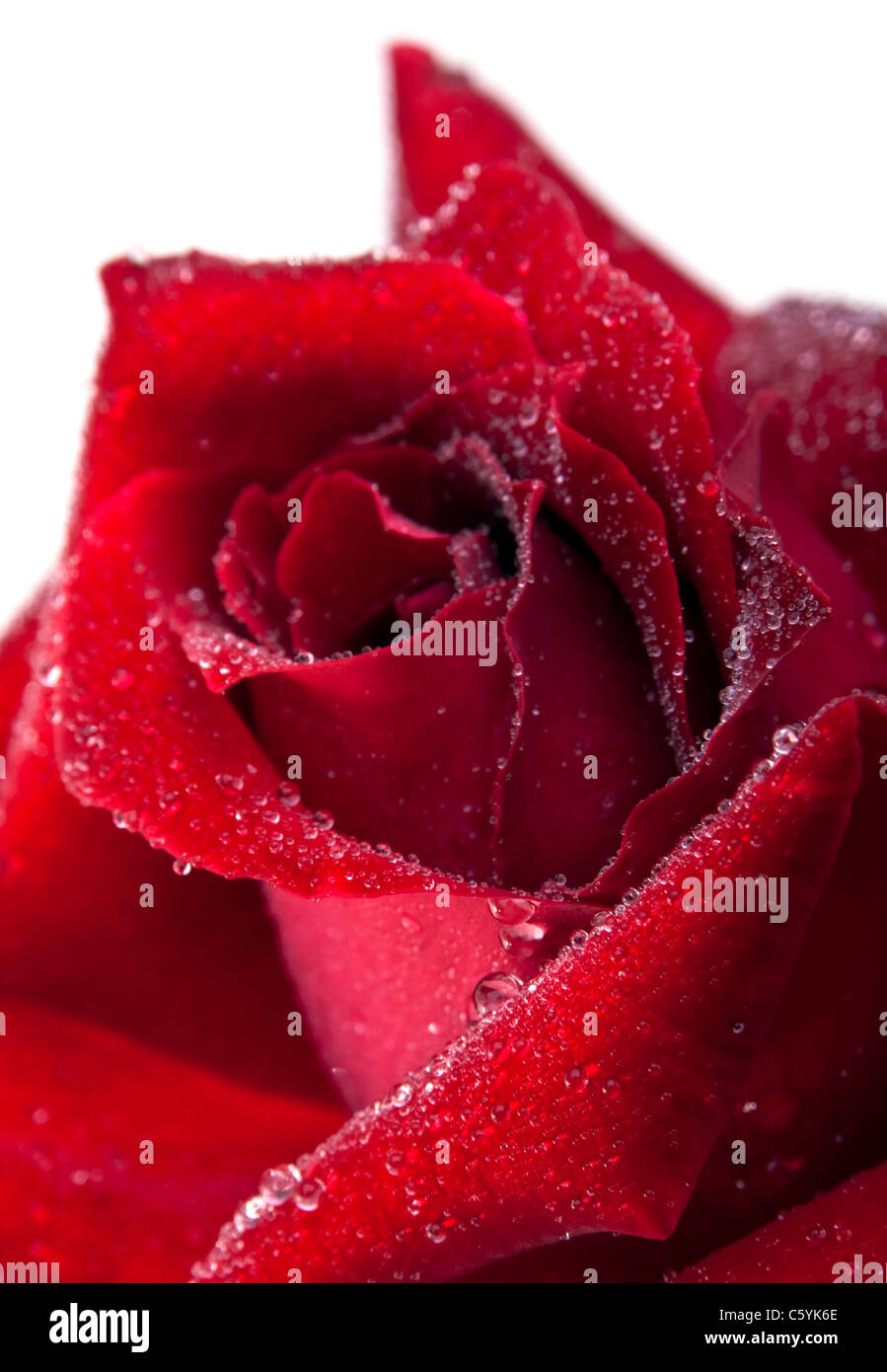 Rose flower closeup Stock Photo - Alamy