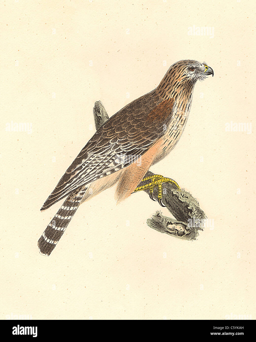 The Red-shouldered Buzzard, Red-shouldered Hawk (Buteo hyemalis, Buteo ...