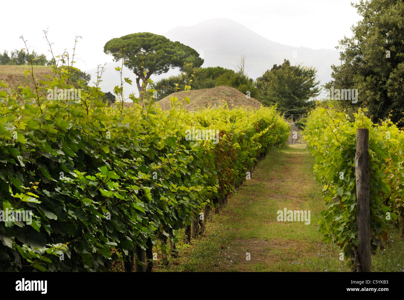 Pompeii garden of the fugitives hi-res stock photography and images - Alamy