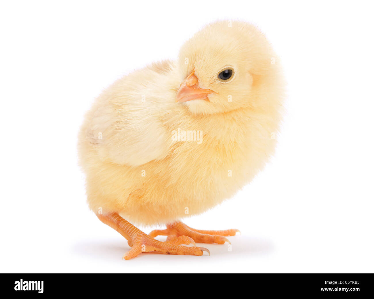 Smal chicken yellow isolated on white Stock Photo - Alamy