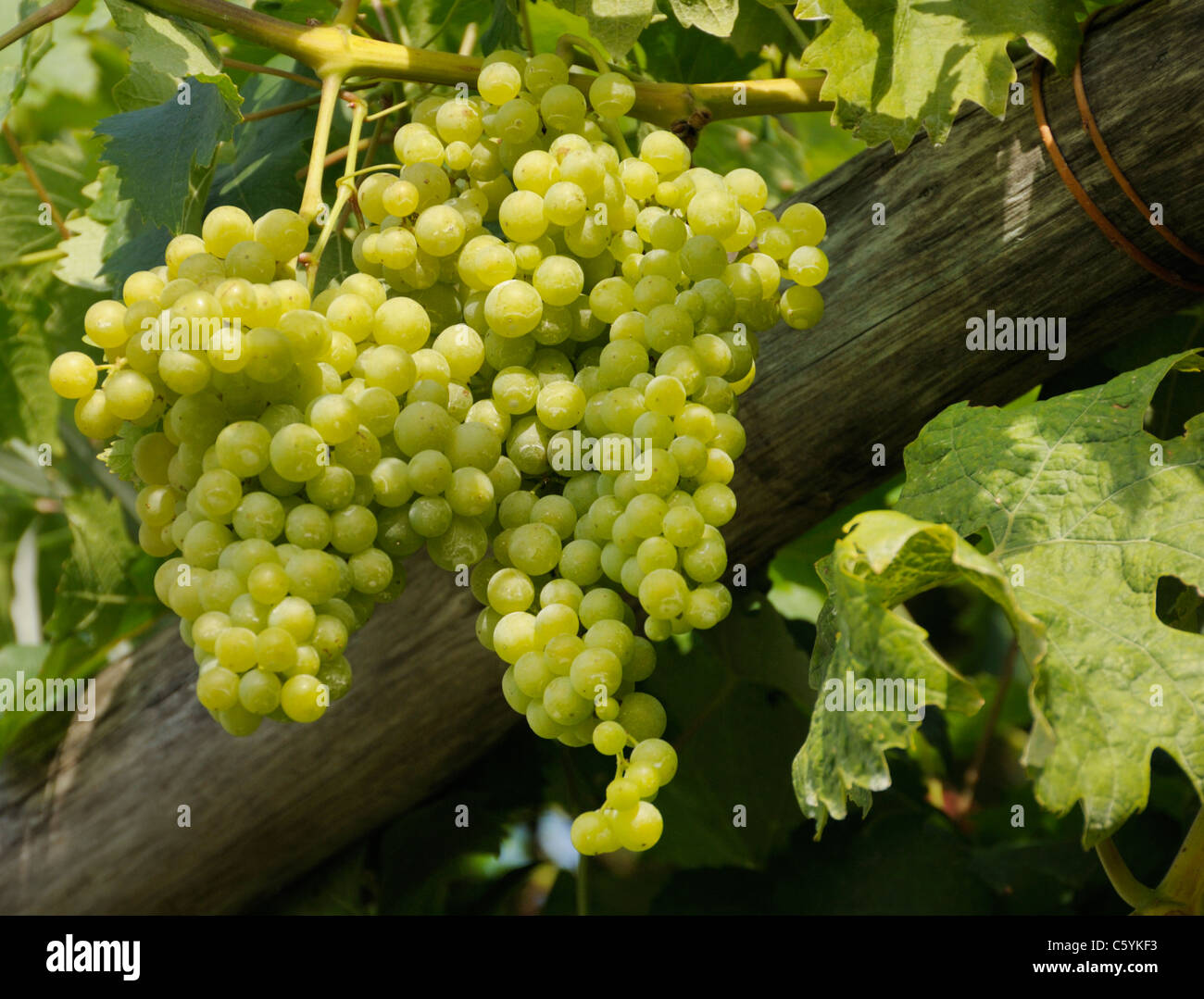 Grapes, Amalfi Coast Stock Photo - Alamy