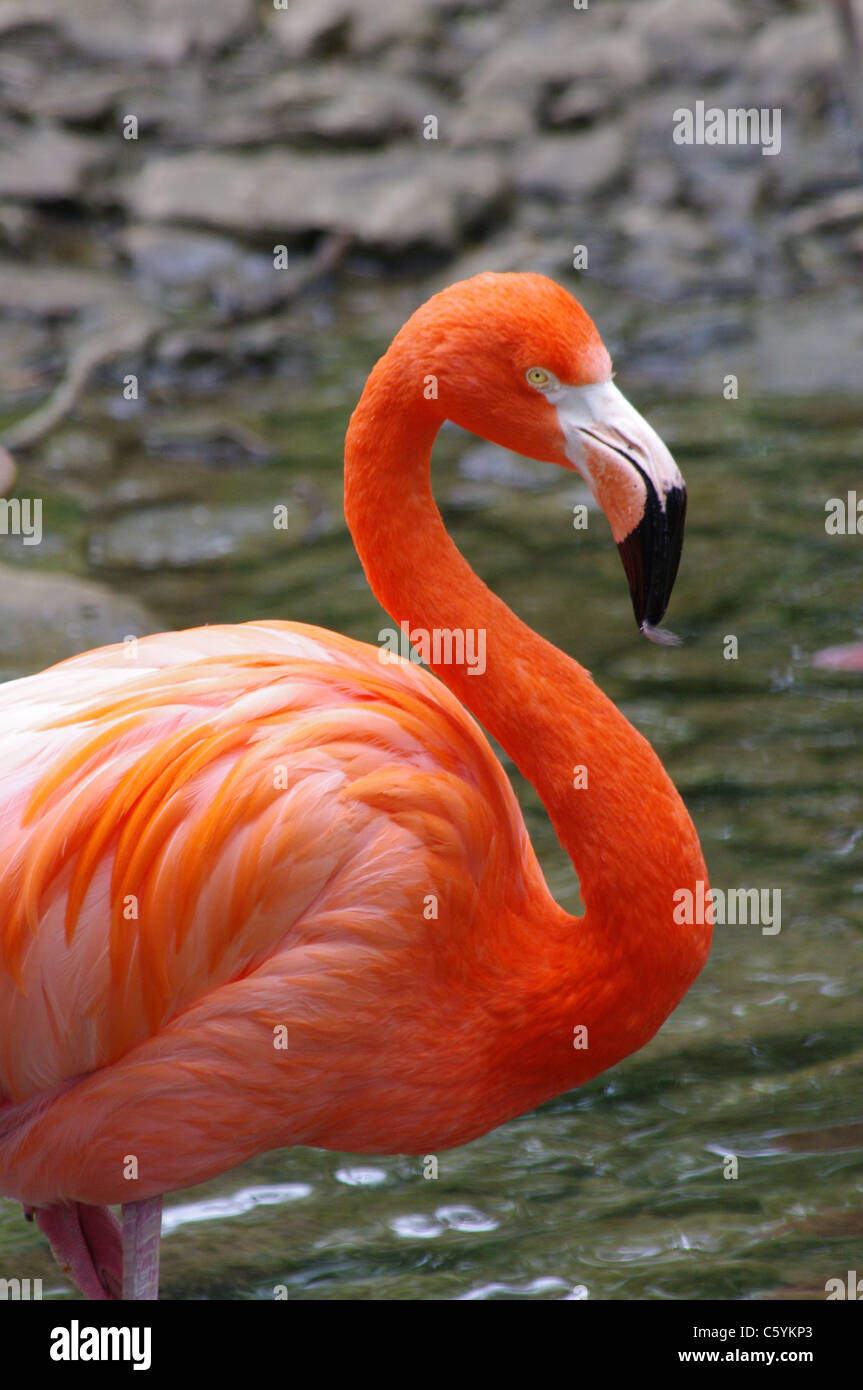 Flamingo curve hi-res stock photography and images - Alamy