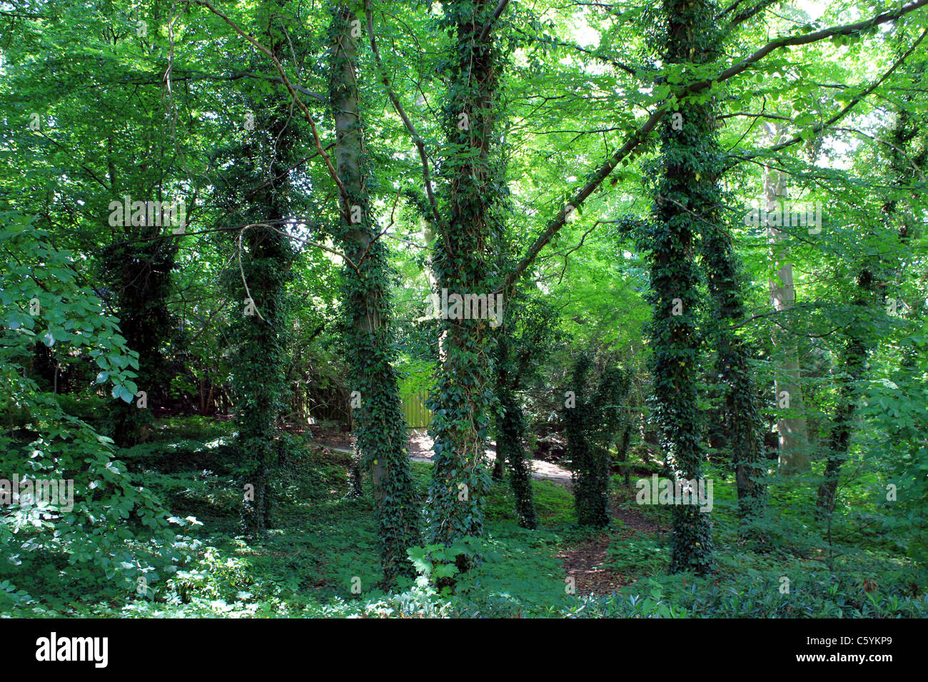 Green forest in Frederiksberg park, Denmark Stock Photo - Alamy