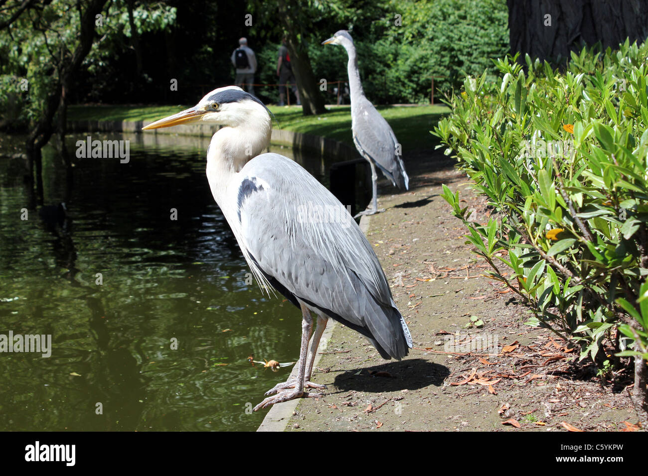 Herons in frederiksberg park hi-res stock photography and images - Alamy