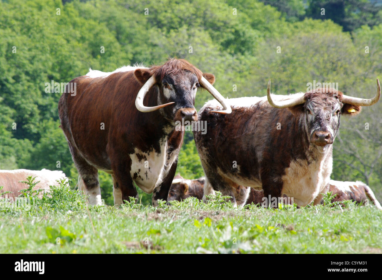 English longhorn hi-res stock photography and images - Alamy