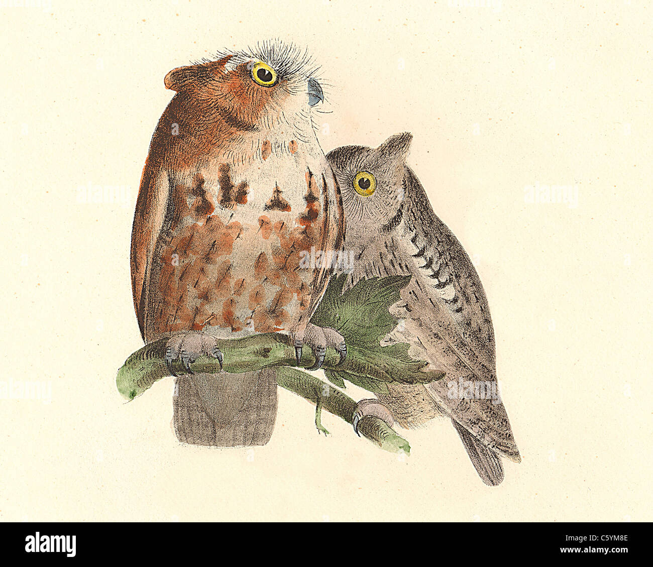 The Little Screech Owl, Eastern Screech Owl (Bubo asio, Megascops asio ...