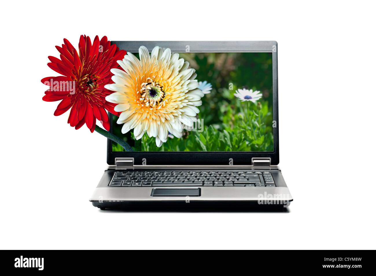 Two flowers getting outside laptop screen Stock Photo - Alamy