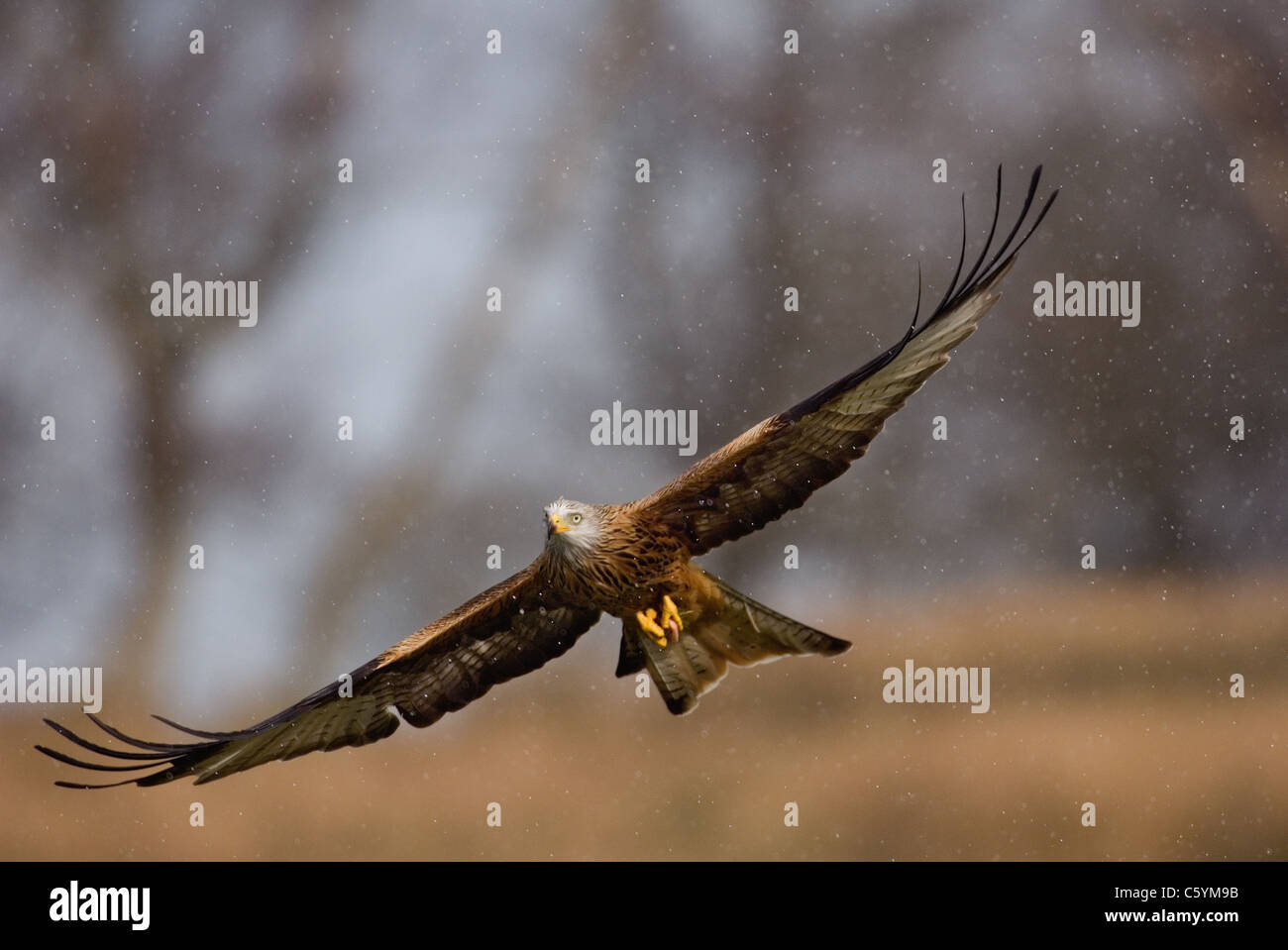 Flying snow flurry hi-res stock photography and images - Alamy