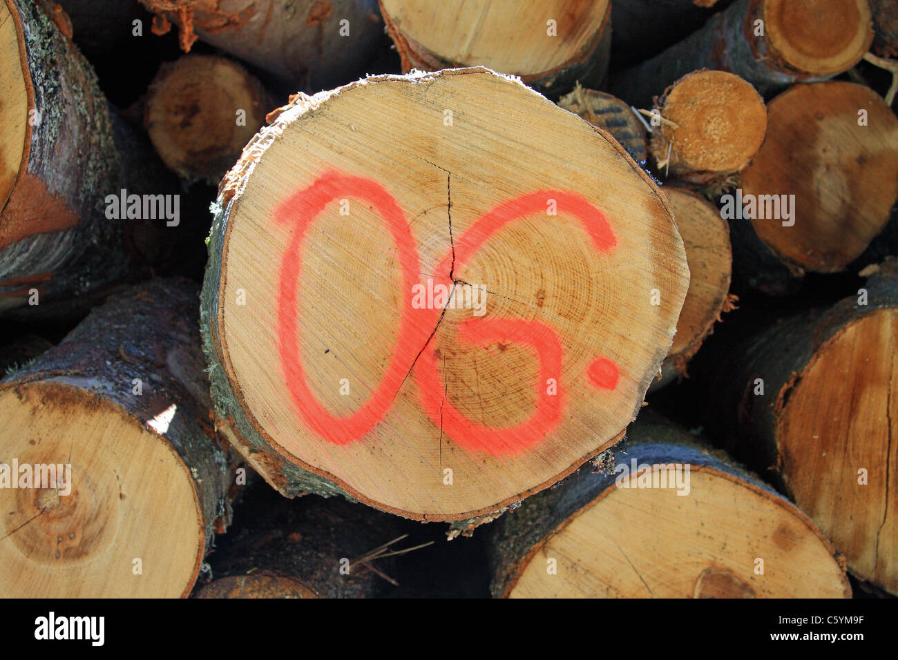 Stack logs chopped trees hi-res stock photography and images - Alamy