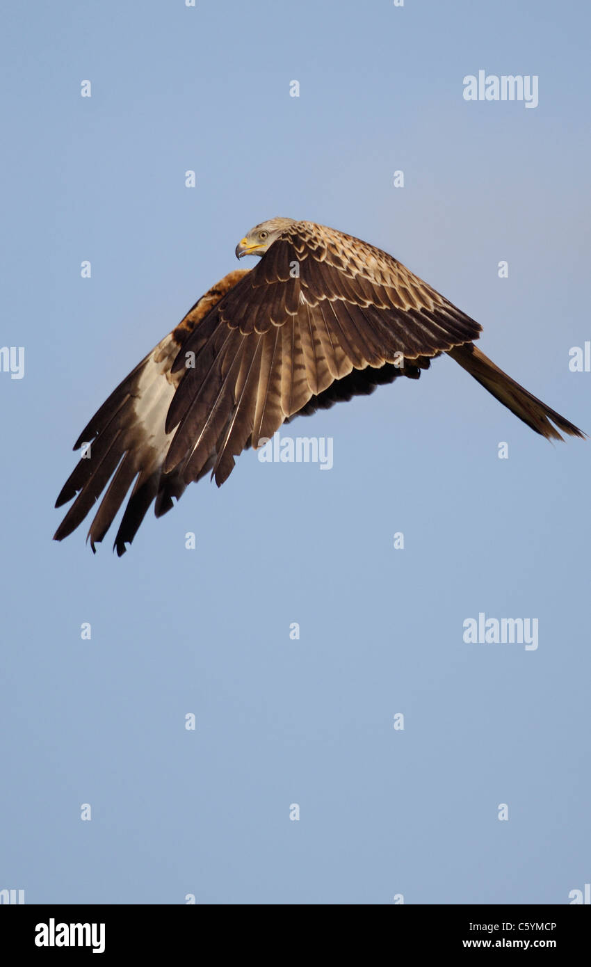 Predator profile hi-res stock photography and images - Alamy