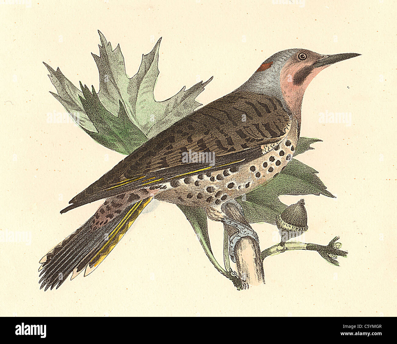 Flicker Vintage Illustration
