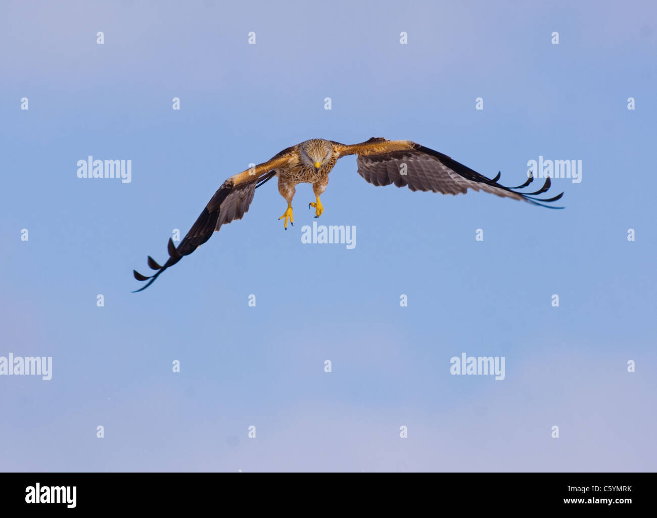 Bird talons hi-res stock photography and images - Alamy