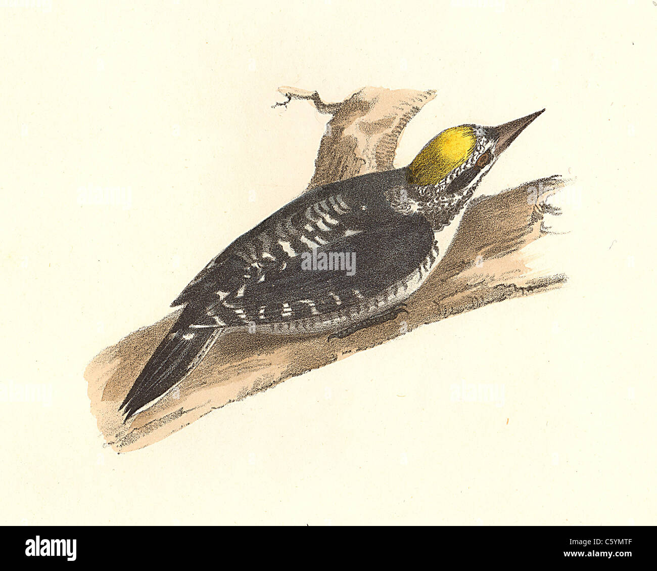 The Arctic Woodpecker, Black-backed Woodpecker, Arctic or Northern ...