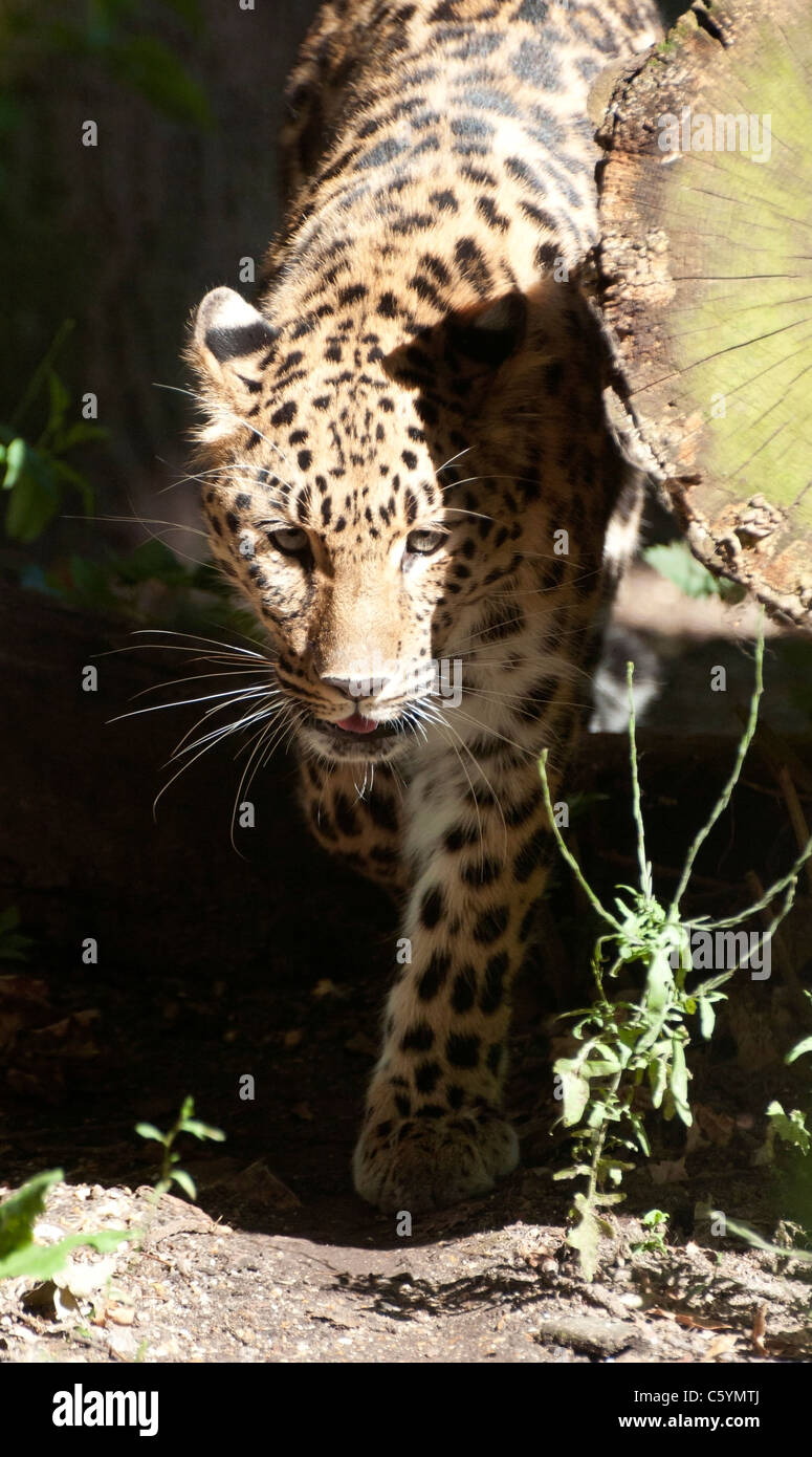 Female Amur leopard walking around a tree Stock Photo - Alamy