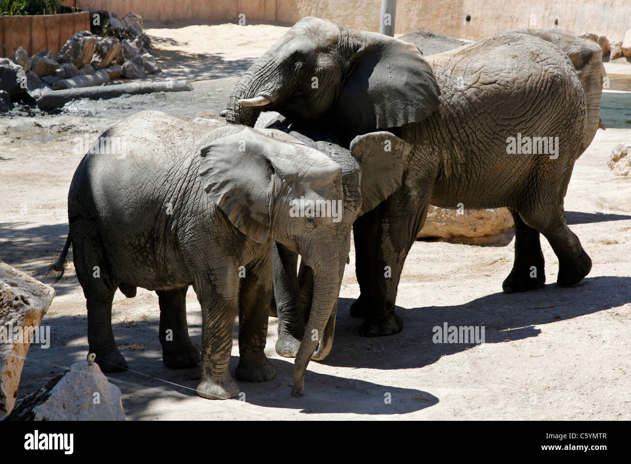 An elephant takes core of its cubs Stock Photo - Alamy