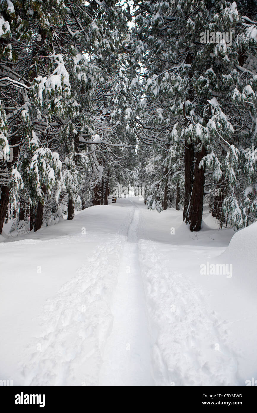 Single track cross country skiing trail, Yosemite National Park ...