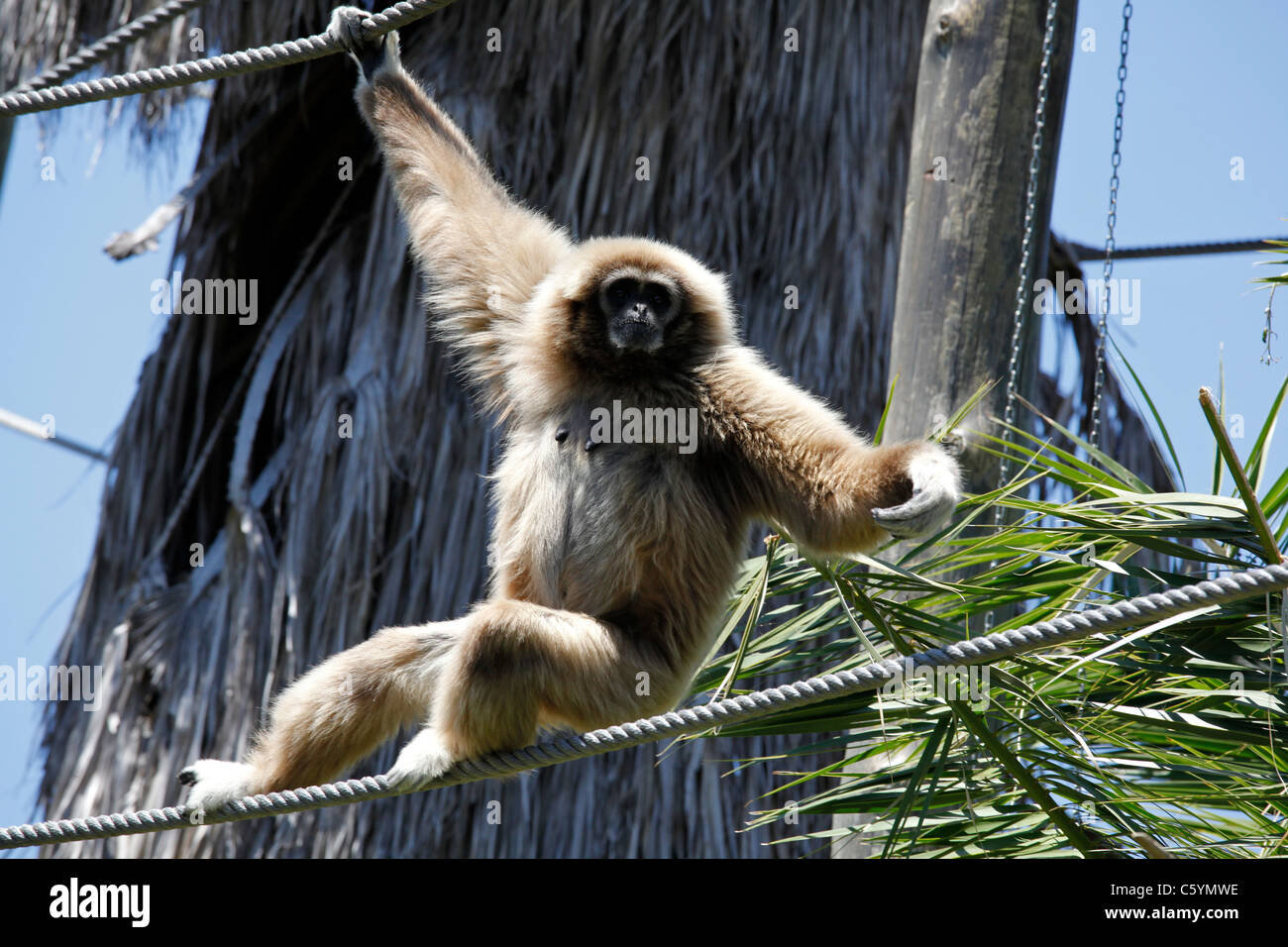 Monkey Jumping High Resolution Stock Photography and Images - Alamy