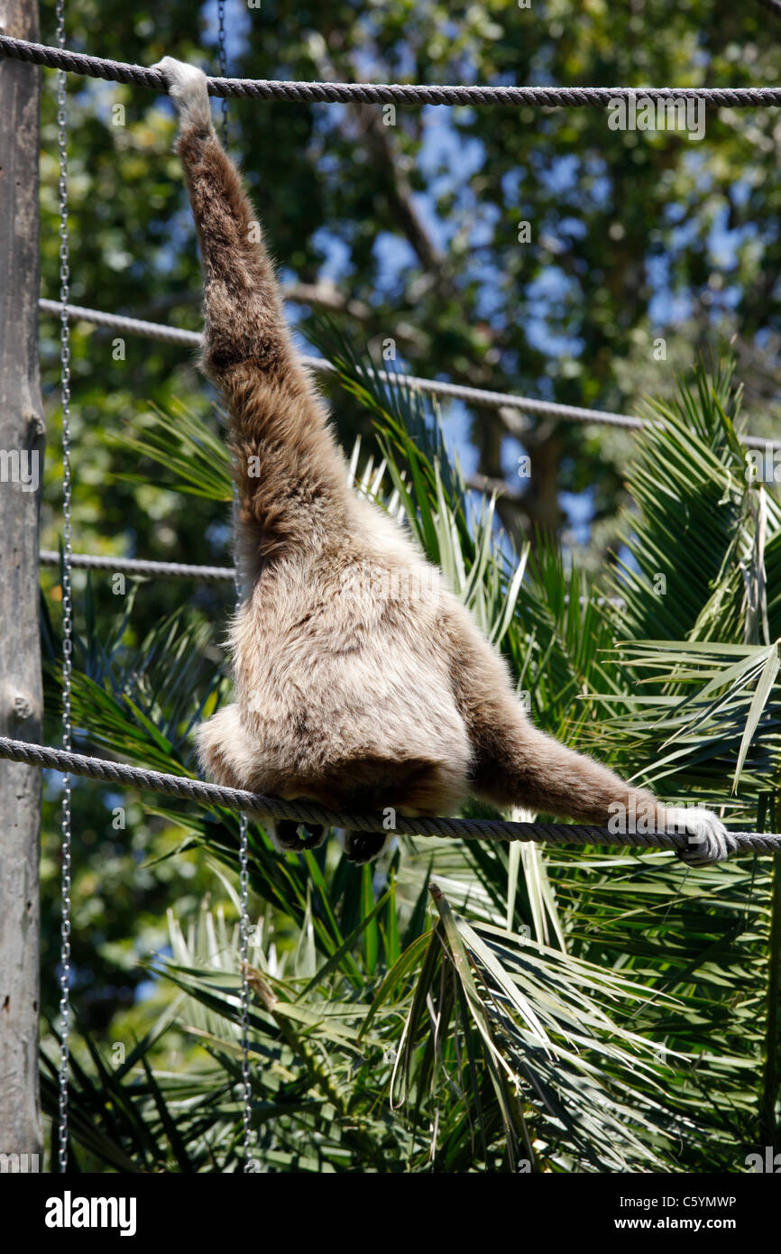 A monkey sitting on some ropes in a zoo Stock Photo - Alamy