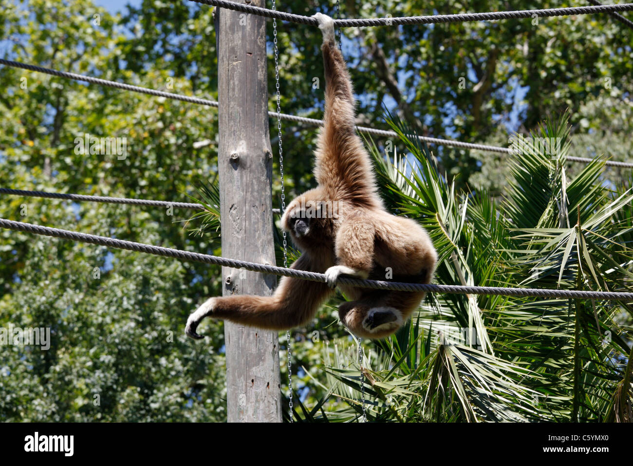Monkey Jumping High Resolution Stock Photography and Images - Alamy