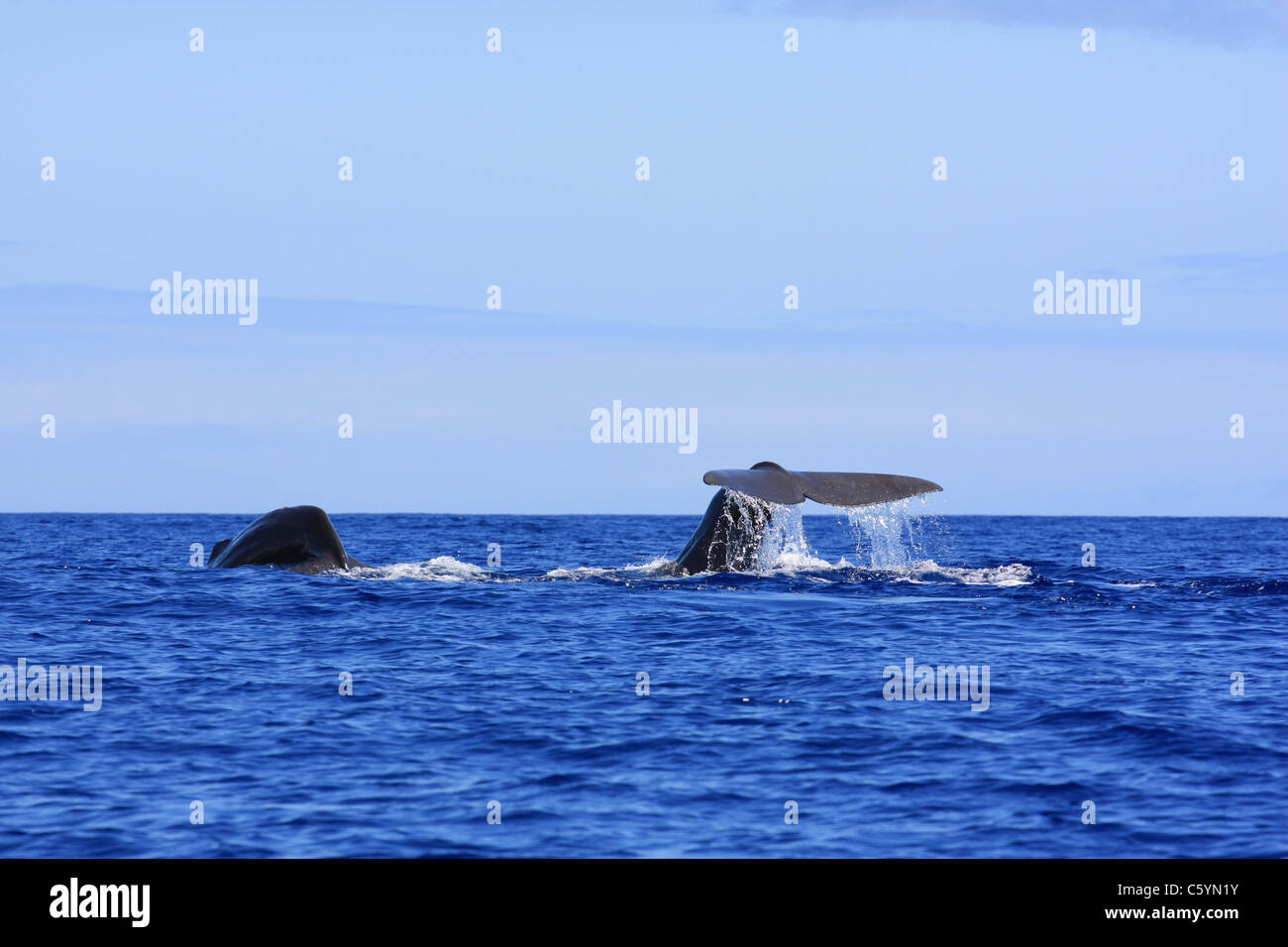 Two Sperm Whale diving together showing their tail in pico island ...