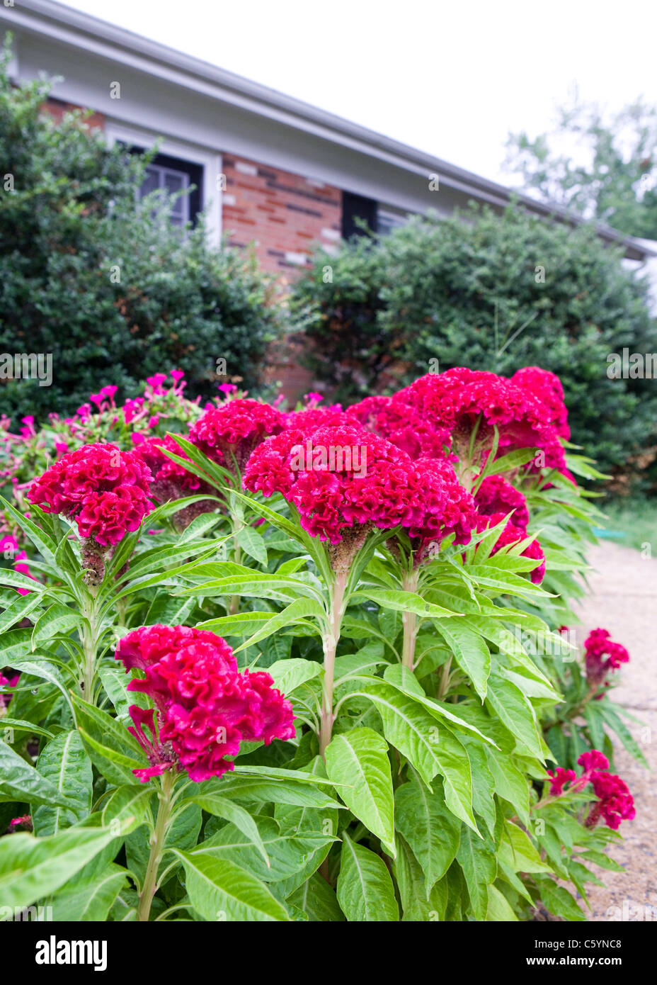 Celosia flowers flower hi-res stock photography and images - Alamy