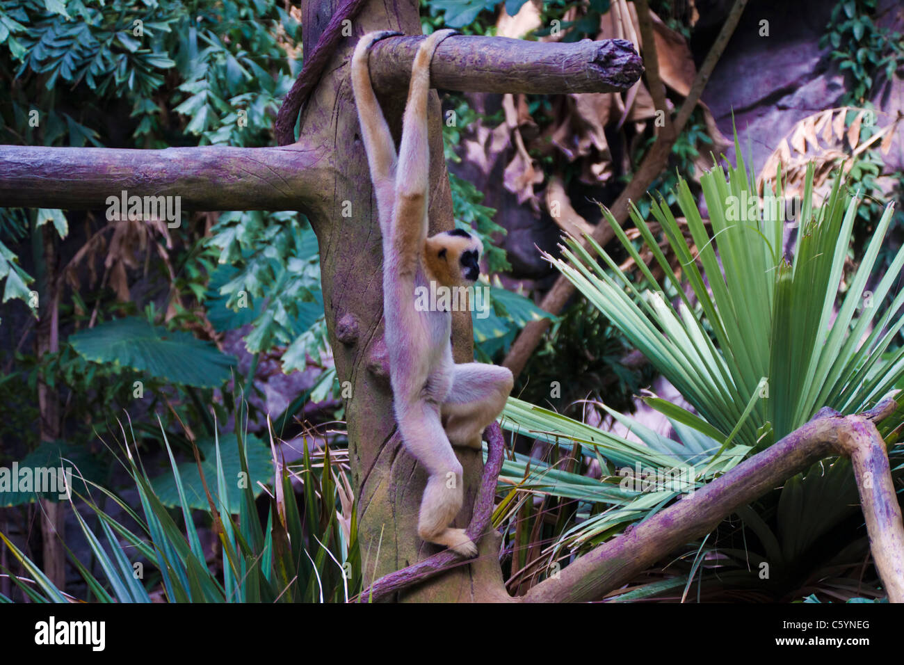 Gibbon laos hi-res stock photography and images - Alamy