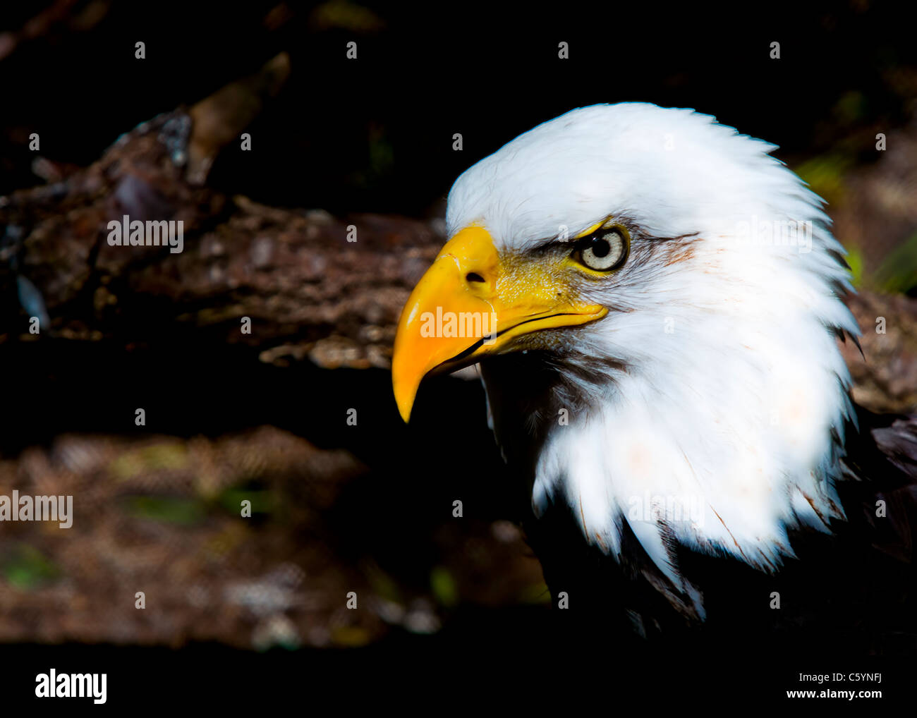 Colourful eagle hi-res stock photography and images - Alamy