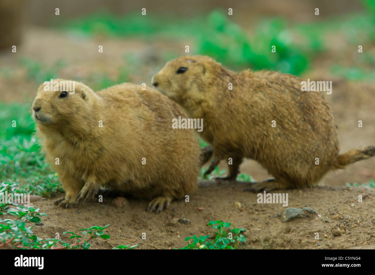 Black-Tailed Prairie Dogs Stock Photo - Alamy
