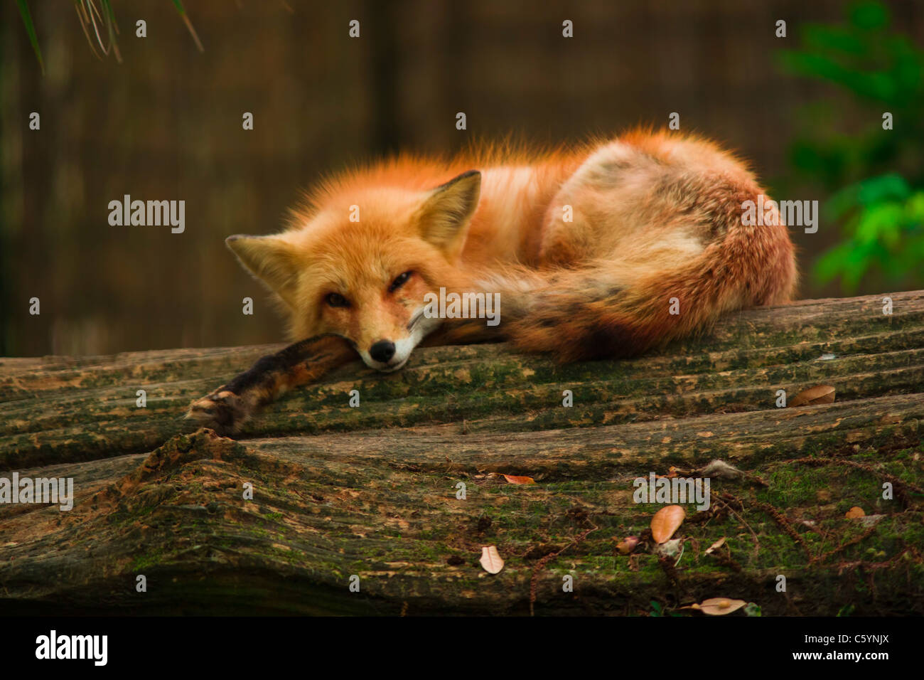 Red Fox Resting Stock Photo - Alamy