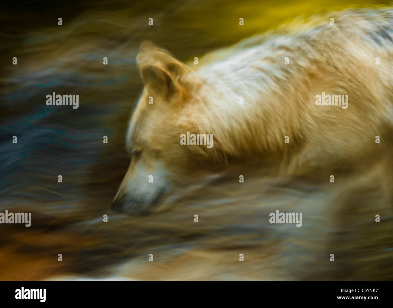 Spirit Of The Wolf Stock Photo - Alamy