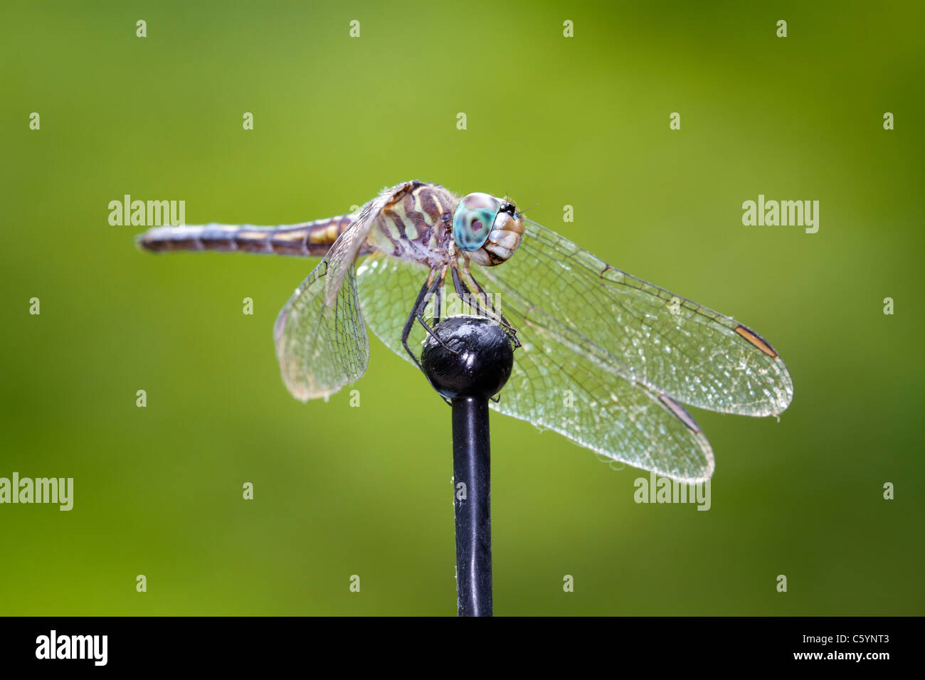 dragonfly resting on car antenna Stock Photo - Alamy