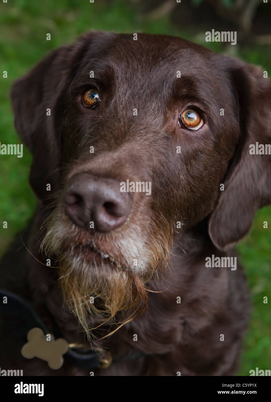 Labrador dog hi-res stock photography and images - Alamy