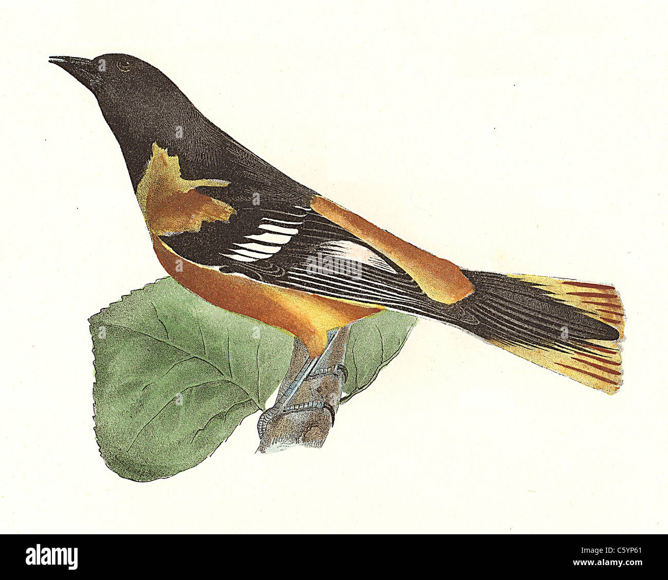 The Golden Oriole or Baltimore Oriole, male (Icterus baltimore, Icterus ...