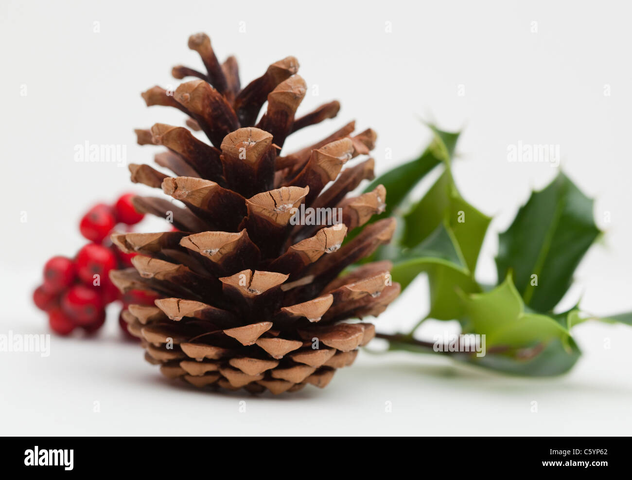 Holly cone hi-res stock photography and images - Alamy