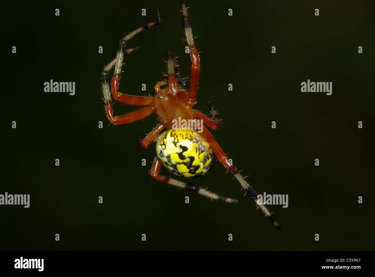 Orb weaver detailed hi-res stock photography and images - Alamy