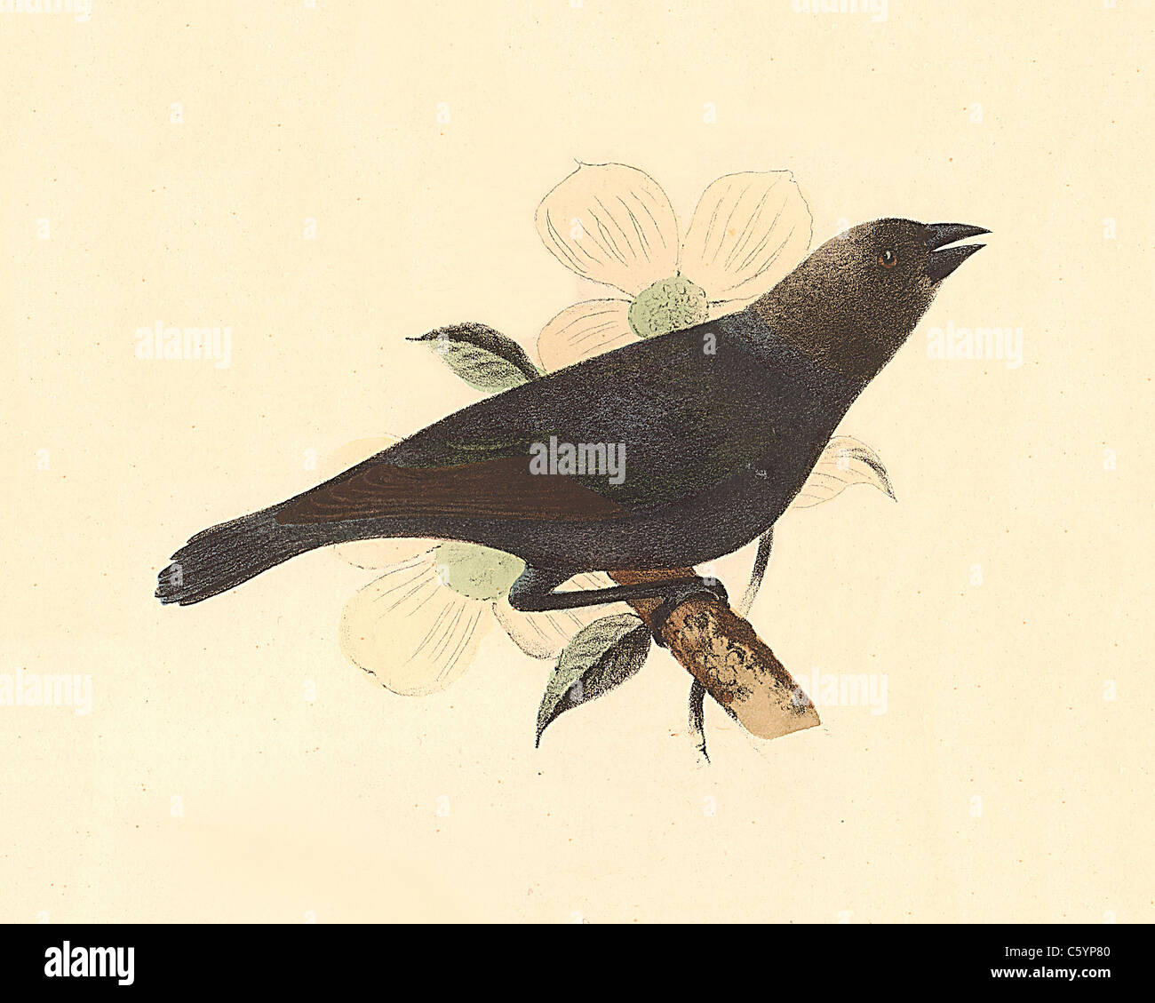 The Cow Bunting, Brown-headed Cowbird, Cow Blackbird, Brown-headed ...