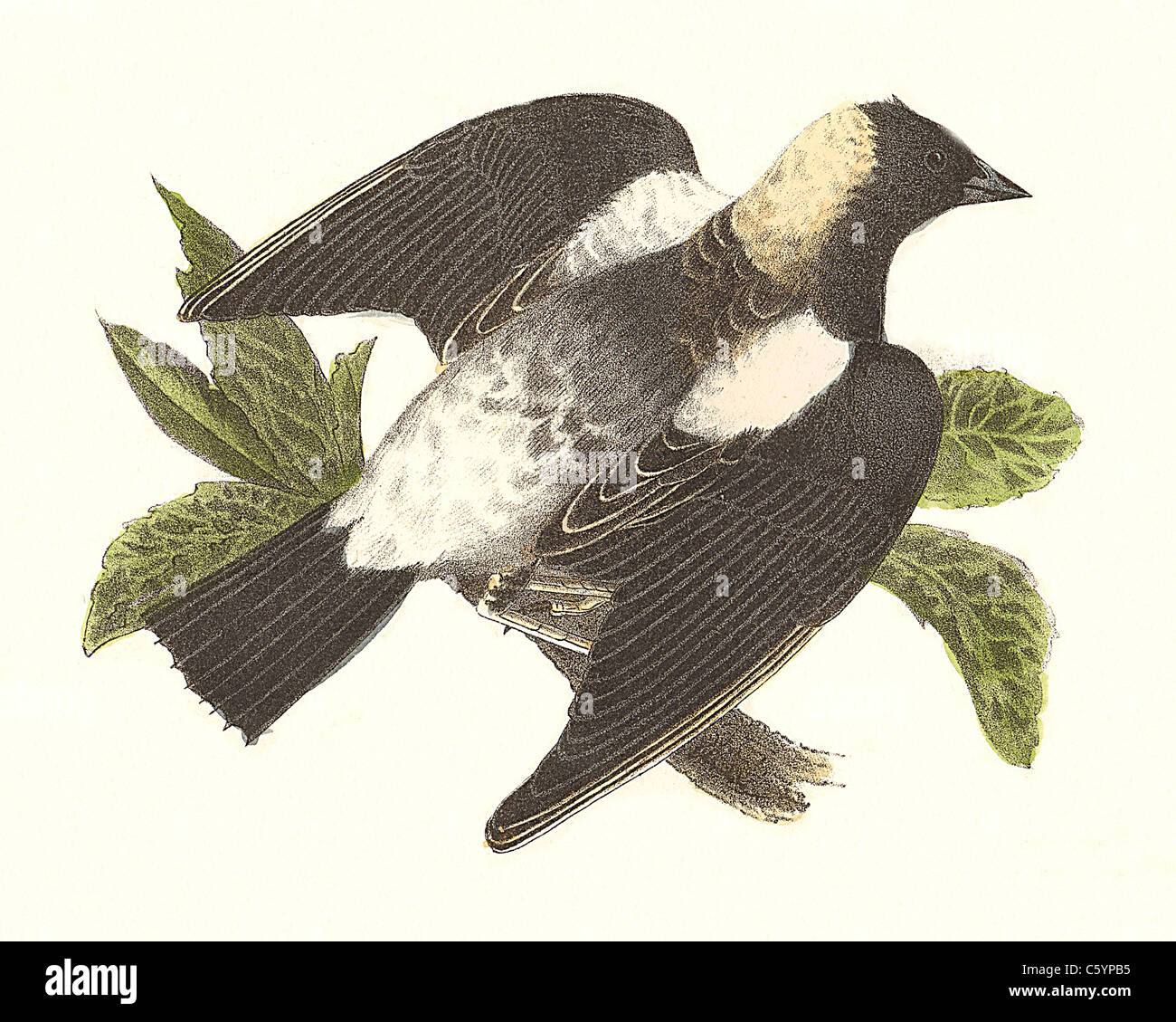 Bobolink pictures hi-res stock photography and images - Alamy
