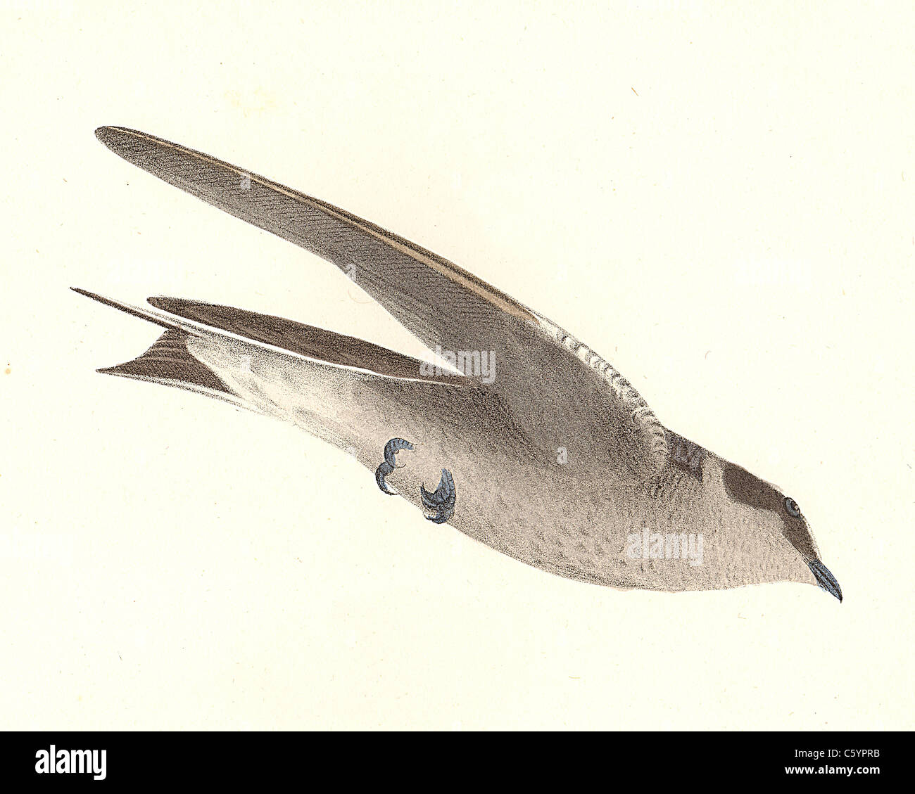 The Purple Martin (Hirundo purpurea, Progne subis) vintage bird ...