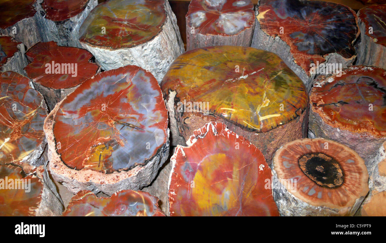 Polished petrified wood tree limbs Stock Photo - Alamy