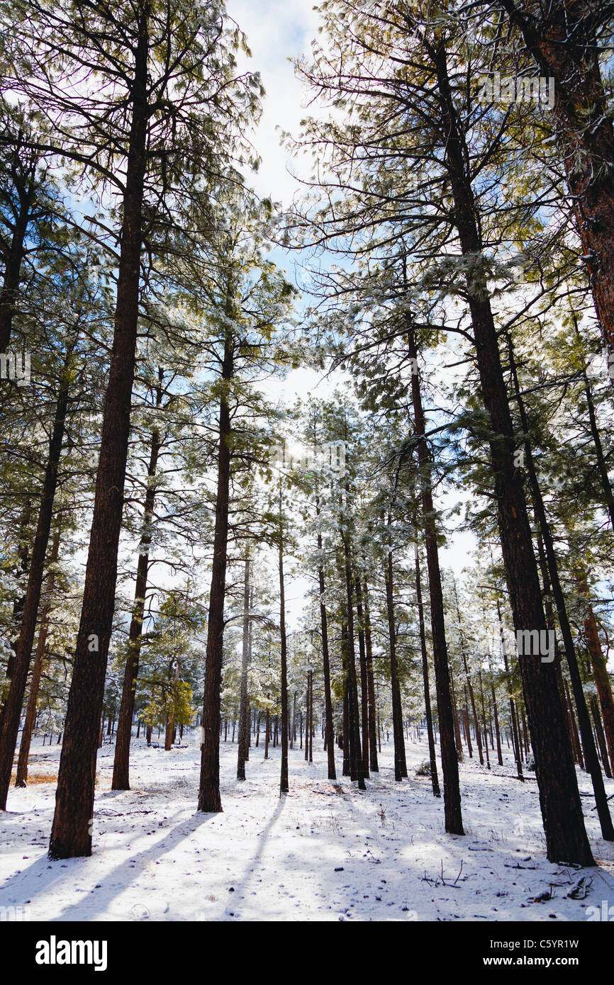 USA, Arizona, Sunlight in forest Stock Photo - Alamy