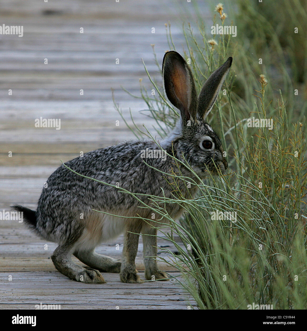 Cute hop hi-res stock photography and images - Alamy