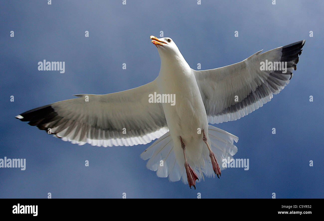 Seagull in flight Stock Photo - Alamy