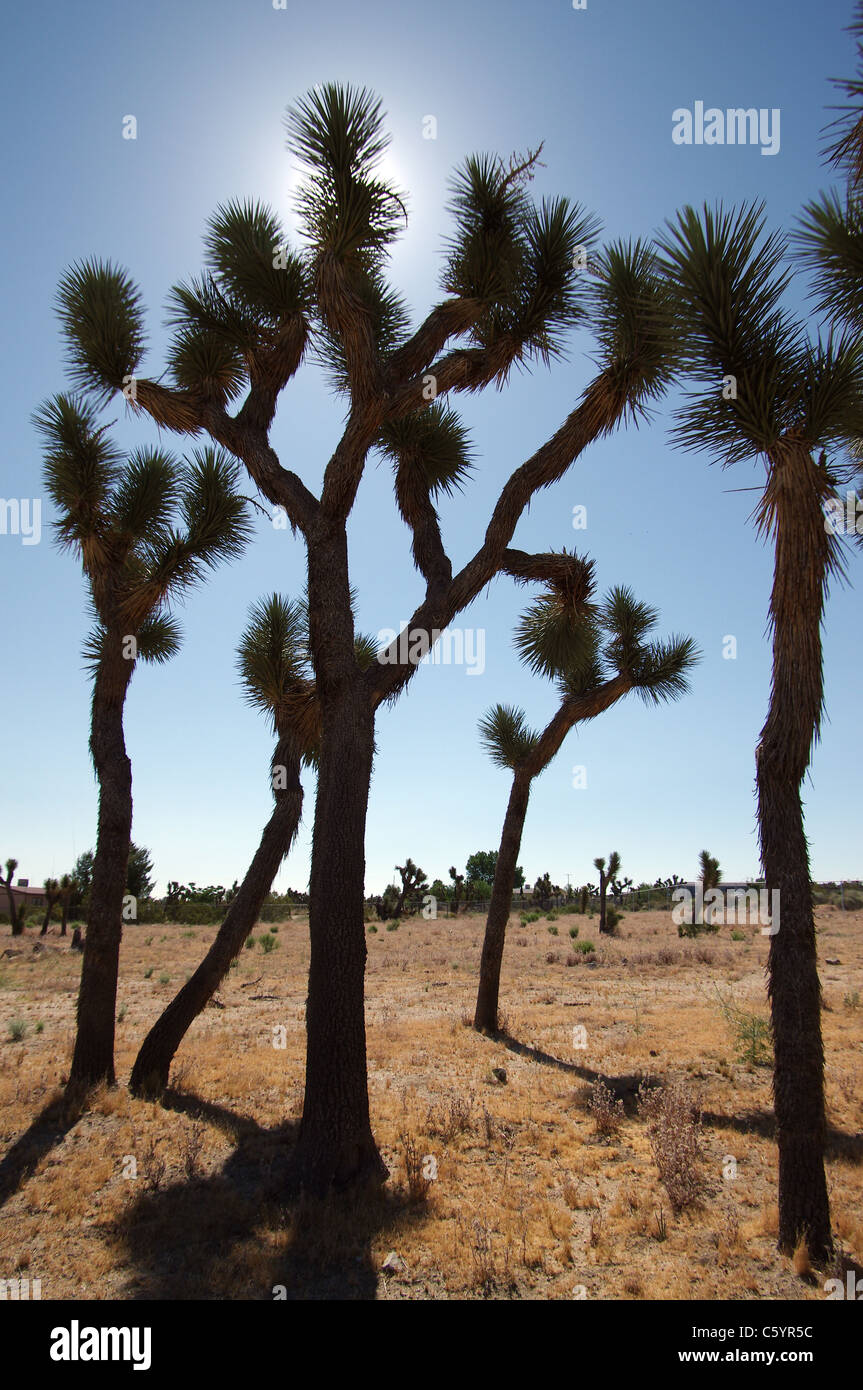 desert. Joshua Tree in the town of Pinon Hills Stock Photo - Alamy