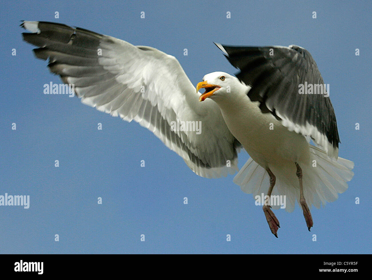 Seagull in flight Stock Photo - Alamy