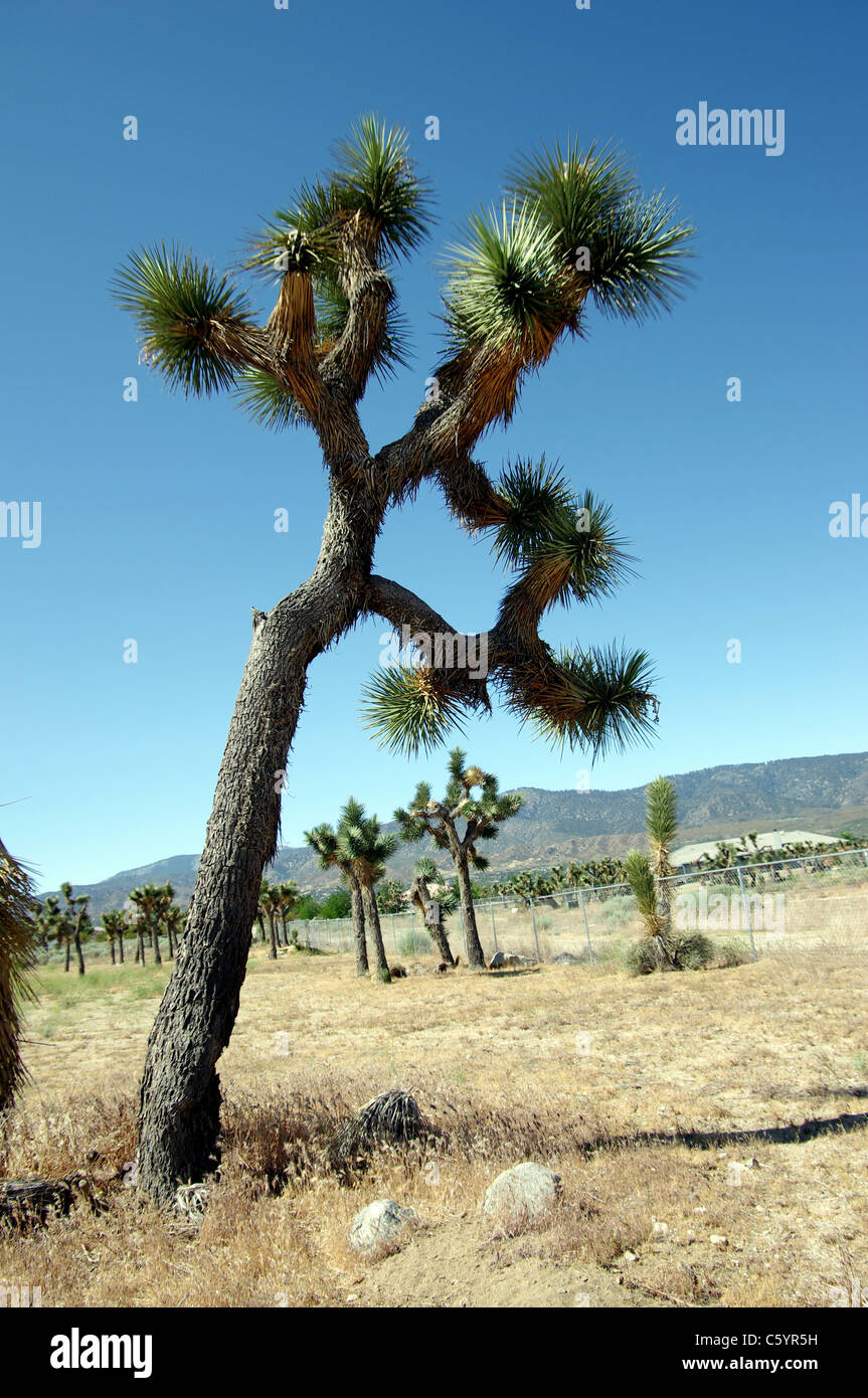 desert. Joshua Tree in the town of Pinon Hills - California Stock Photo ...