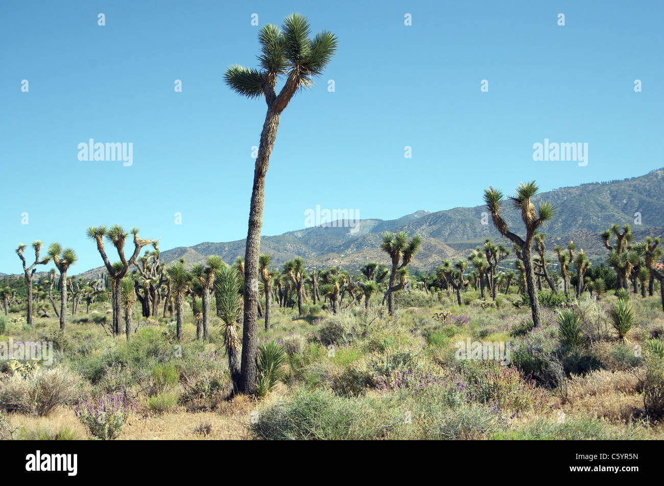 desert. Joshua Tree in the town of Pinon Hills - California Stock Photo ...