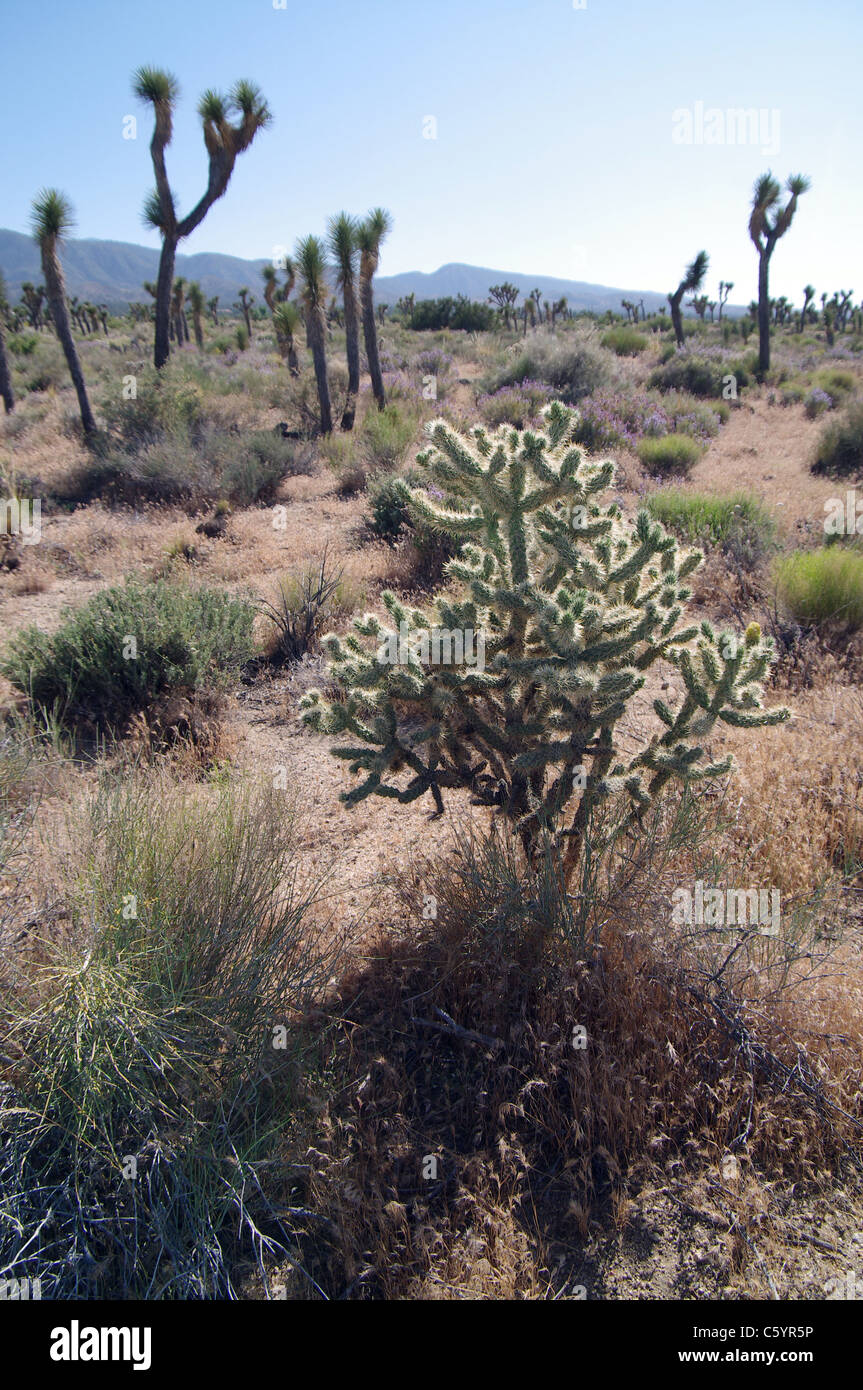 Pinon tree hi-res stock photography and images - Alamy