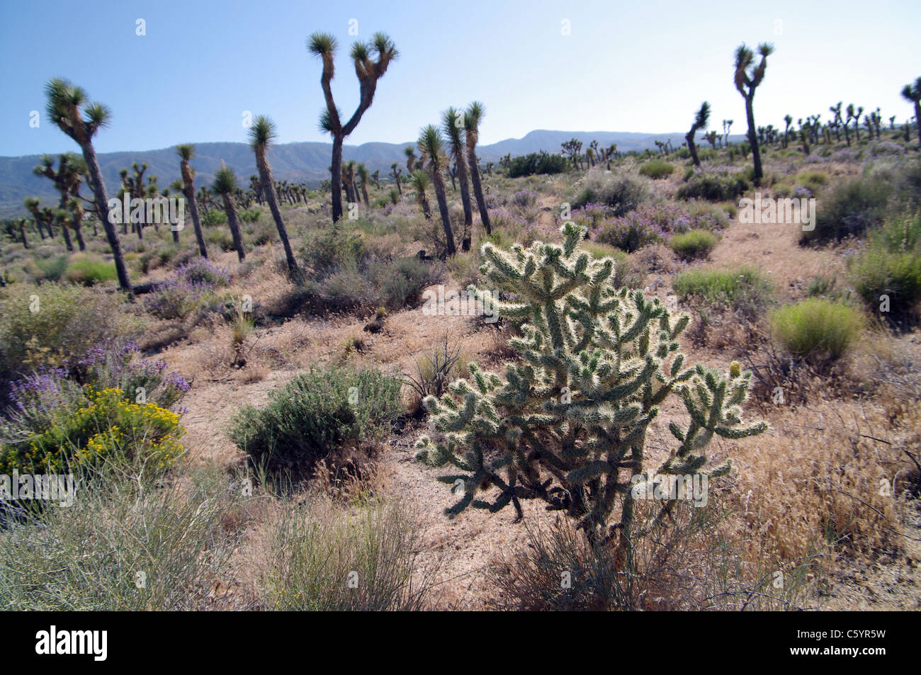 Joshua tree town hi-res stock photography and images - Alamy